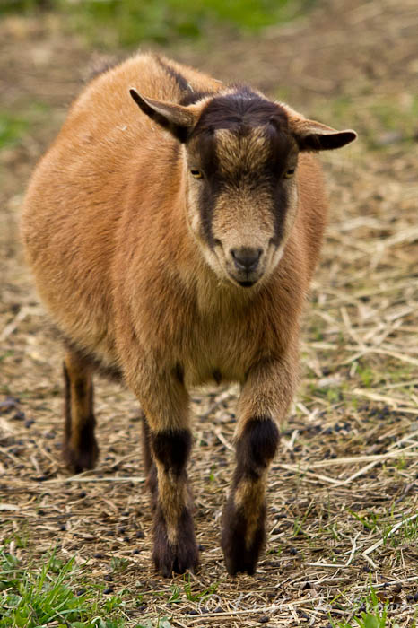 Photography by Kristy Jo Brown: Our Goat Family ~ "Well Fed Goats"