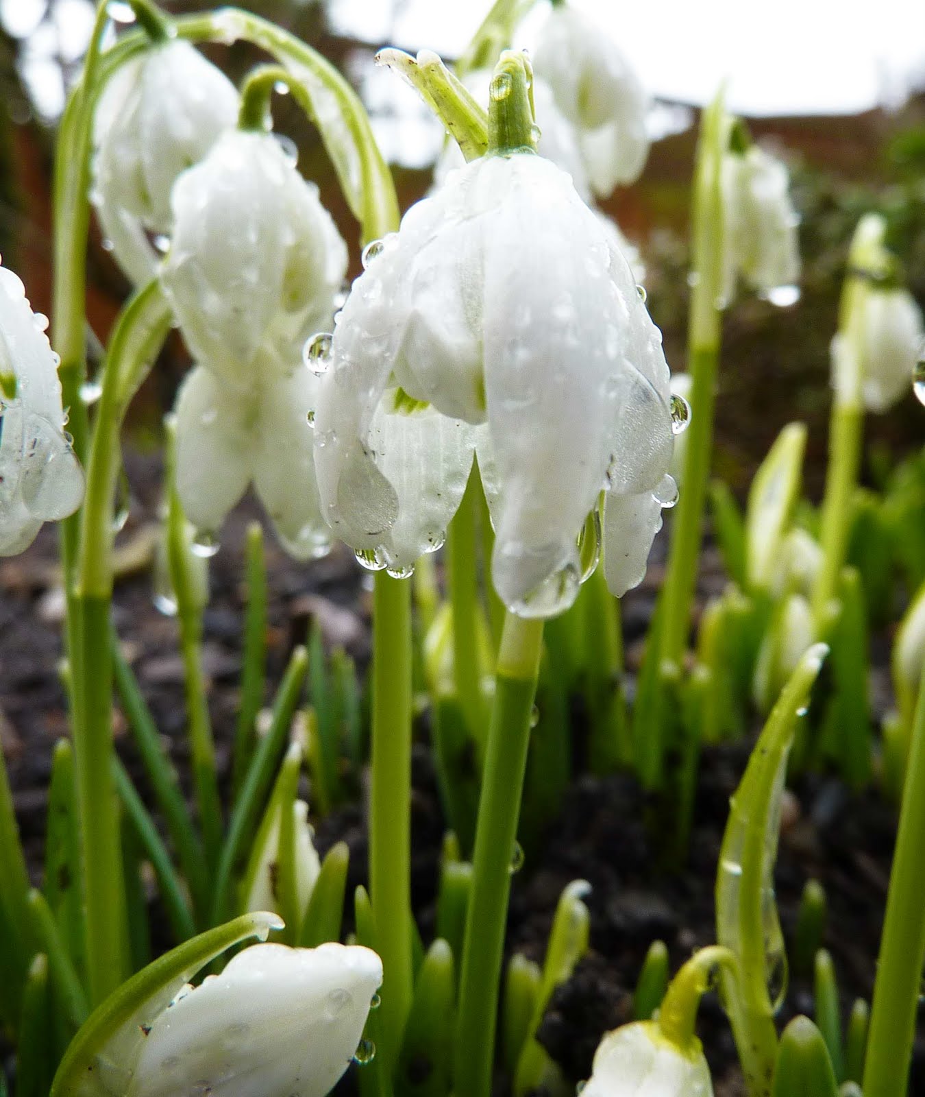 Life of a Fifty-Something Yorkshireman: Little Brown Things...