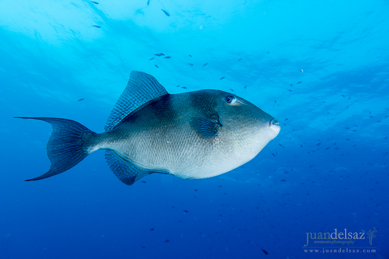 El cazador de Momentos: Fotografía submarina en Cabo de Palos: Ballestas