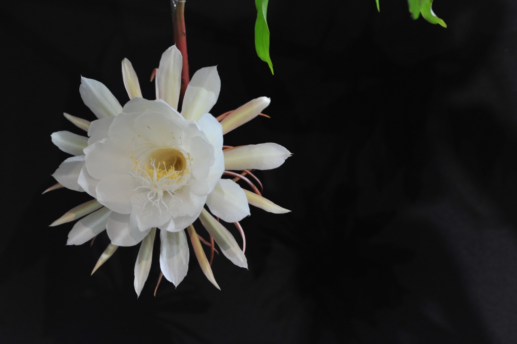 My little vegetable garden: Bunga Bakawali Epiphyllum oxypetalum