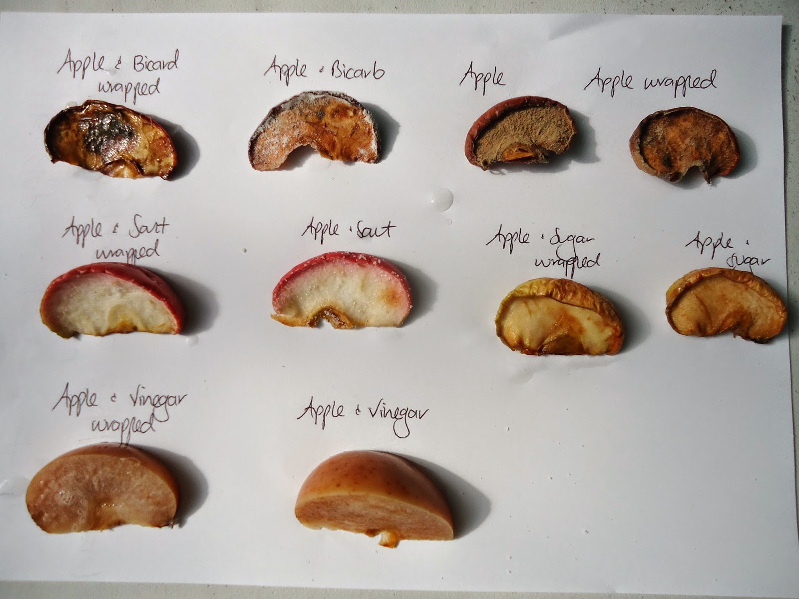 the Torrents Times: Mummified Apple Experiment part two (Egyptian unit ...