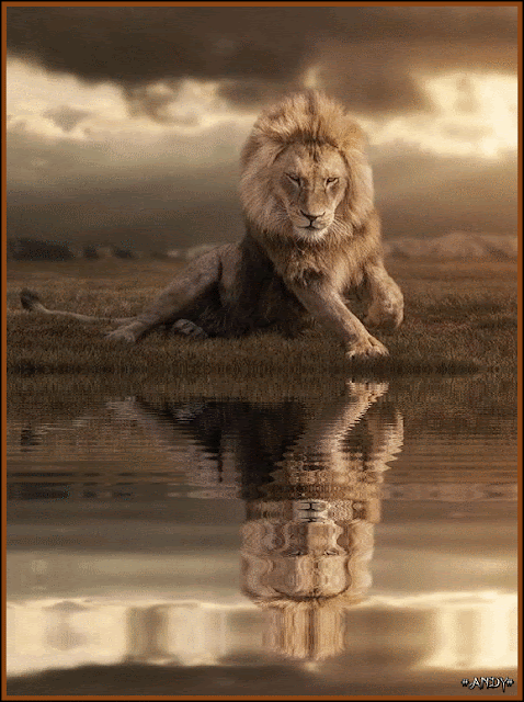 Gif animados andy: Gif animado de un león reflejado en el agua