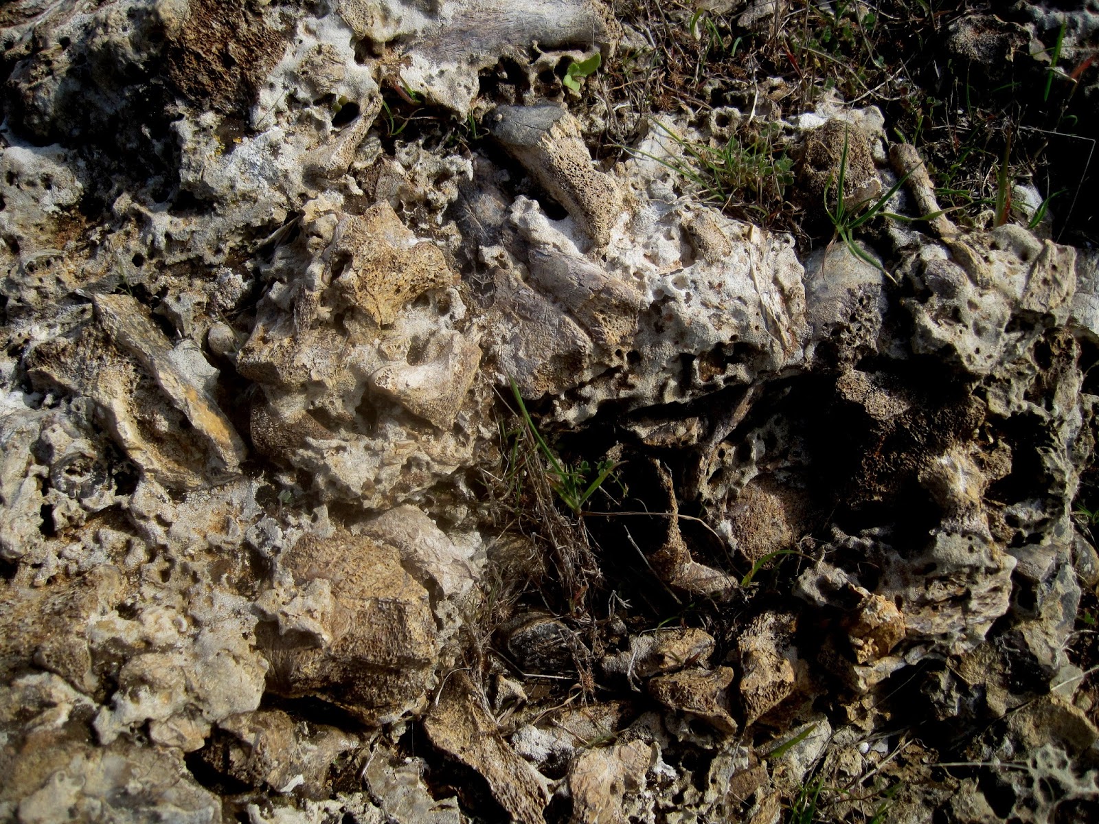 Biodiversity of Cyprus by NGO Protection of the Natural Heritage and ...