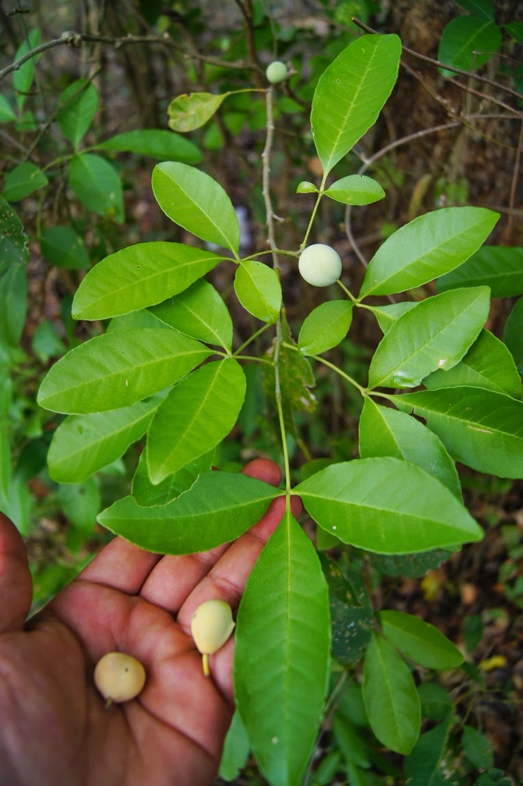 Pintando por Latinoamérica: FRUTOS DE VICTORIA