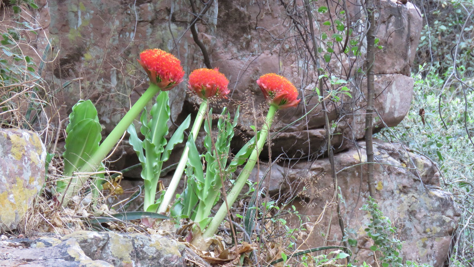Nomadic Joe: Moremi Gorge