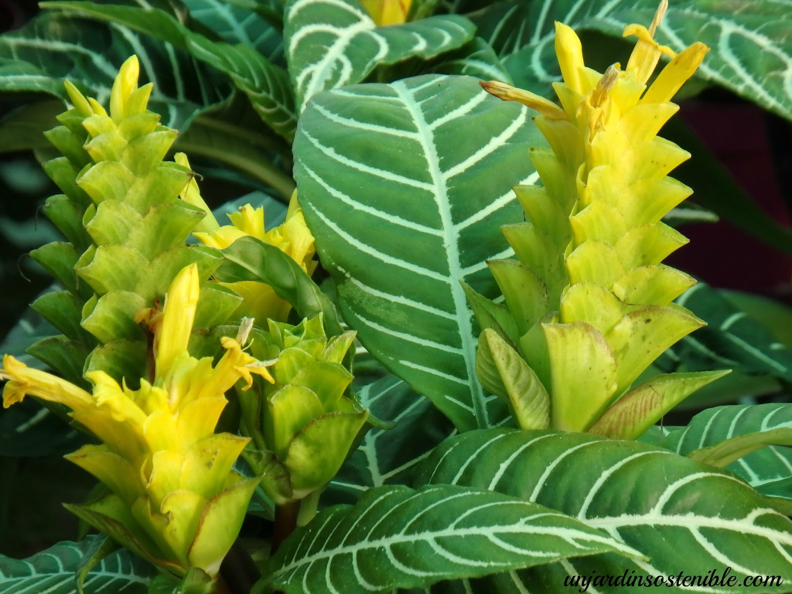 Aphelandra squarrosa (Afelandra, Añilillo)