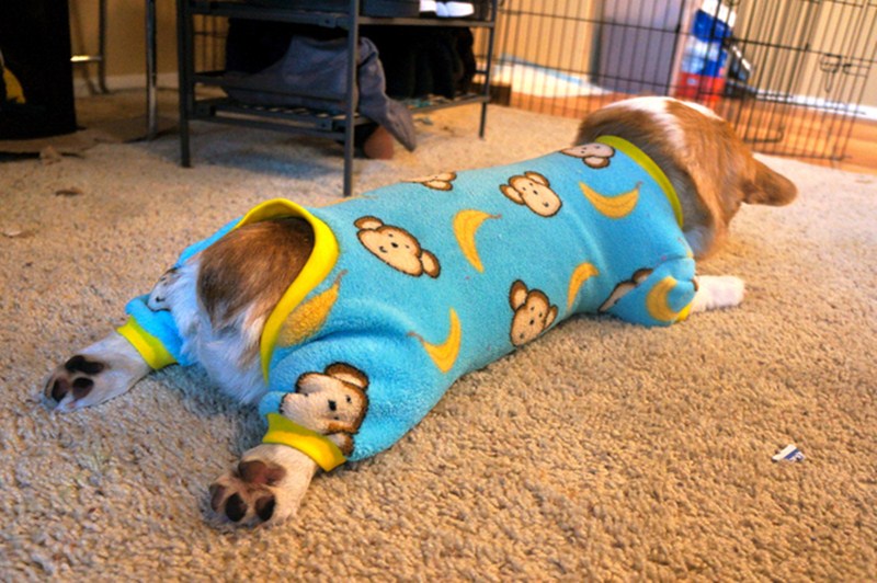 Cutest corgi ever? Meet Corgnelius (20 pics) | Amazing Creatures