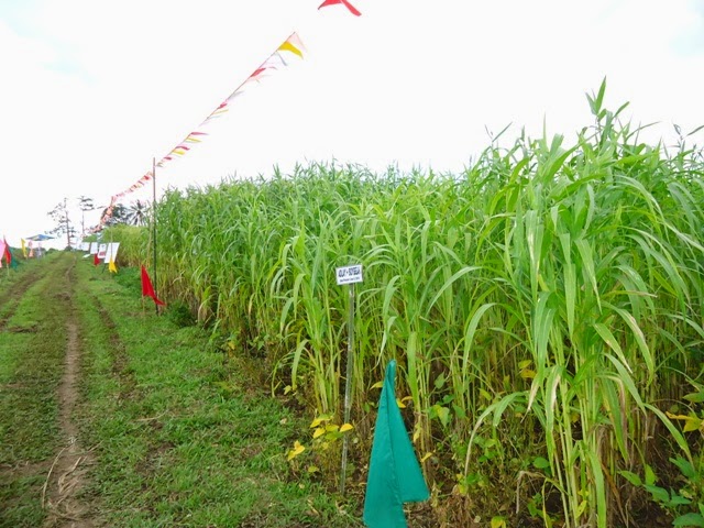 MINDANAO PAGADIAN FRONTLINE: DA allocates P25-M to boost Adlai production