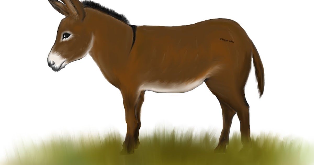 Art Class Ideas: Donkey Drawing