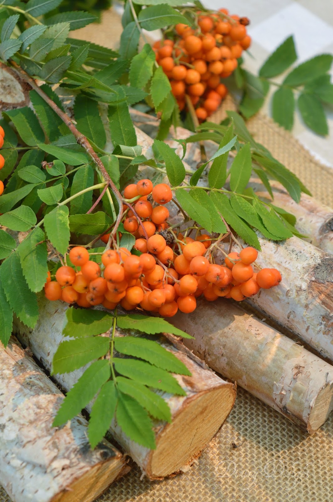 Dining Delight: Berries & Birch - Summer to Fall Tablescape