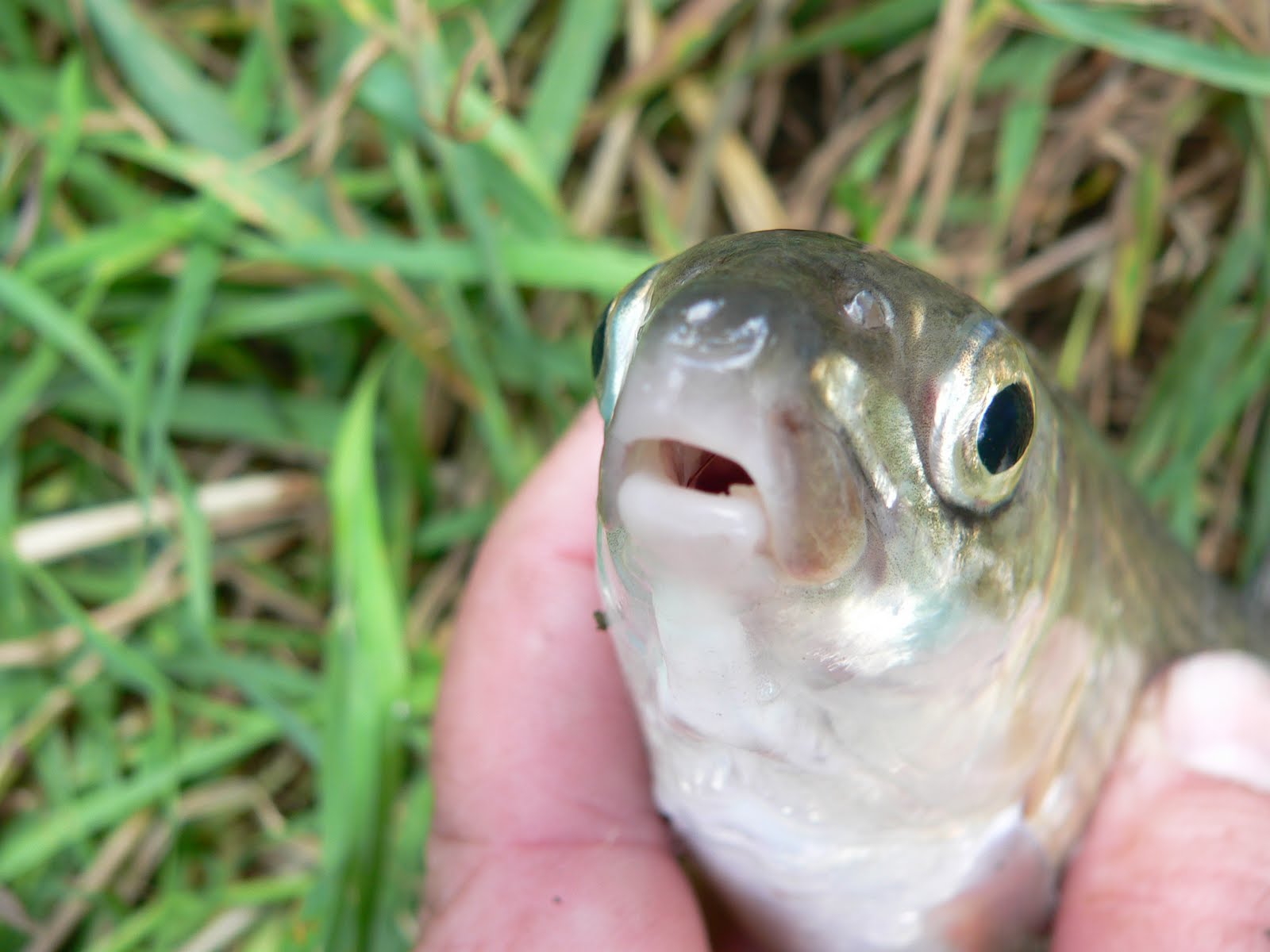 Catch-M-All: My Name Is Ishmael: #24 Round Whitefish