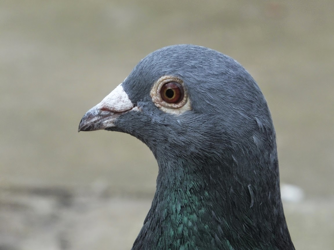 Lancashire and Lakeland Outback Adventure Wildlife Safaris: Catch that ...