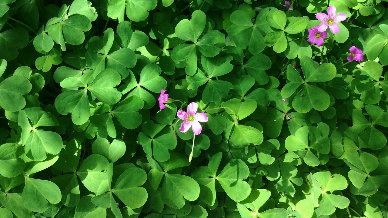 Country Lane Crafts & Antiques: The Elusive 4 Leaf Clover