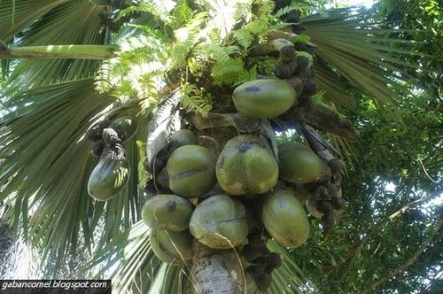 Pelik! Coco De Mer Buah Kelapa Terbesar di Dunia. - Gaban Comel