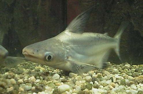 Artes de Pesca: VAMOS A PESCAR PEZ GATO 9ª Parte