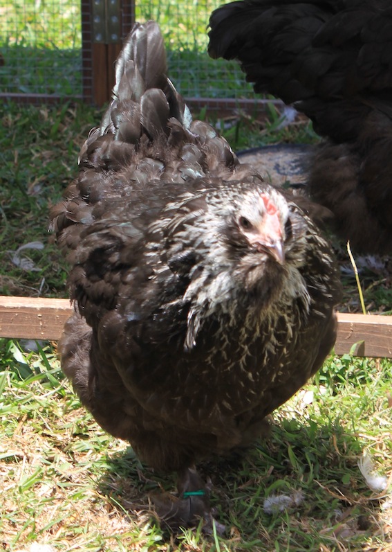 Sustainable Garden Design | Native Gardens | Permaculture : Chook Care