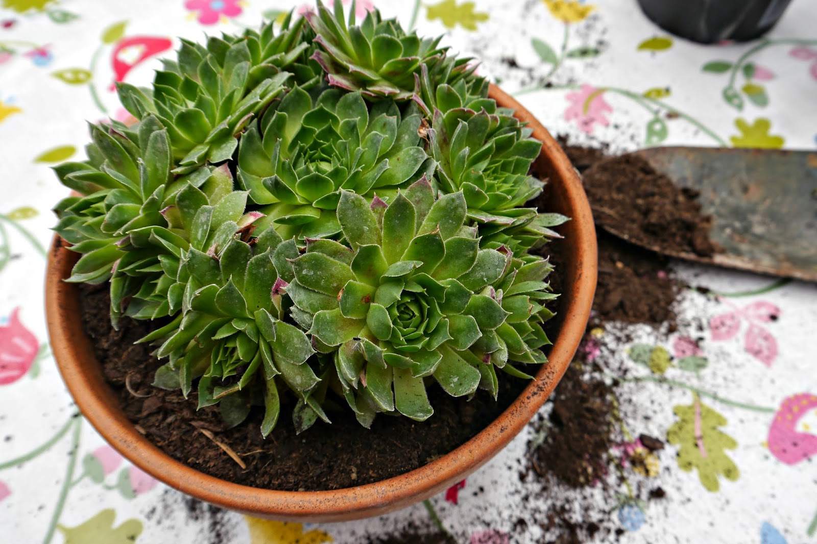 The Mummy Diary: Pretty Alpines for Your Home & Garden