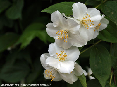 Il giardino naturale - Il filadelfo (Philadelphus coronarius), una ...