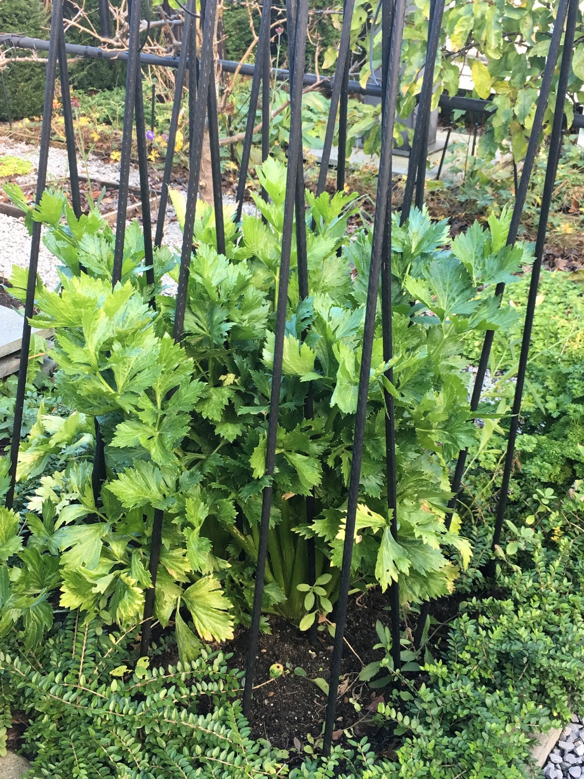 Potagerie in Maastricht: 17.11.2017 > Autumn........