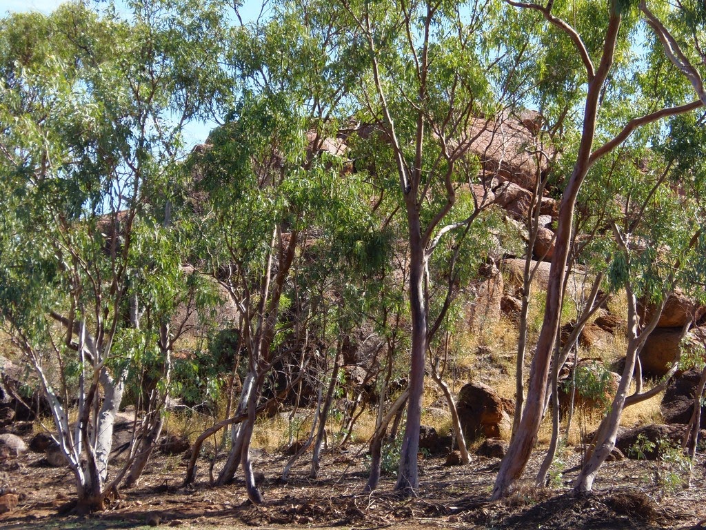 Solo Steve On The Road: DAJARRA WATERHOLE, OUTBACK Qld