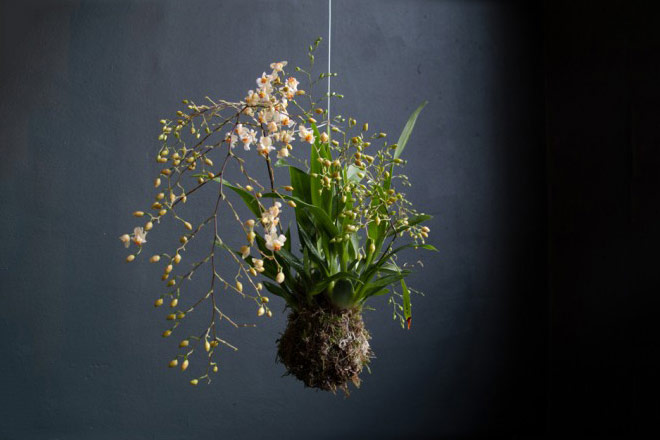 String Gardens | It's A Colourful Life