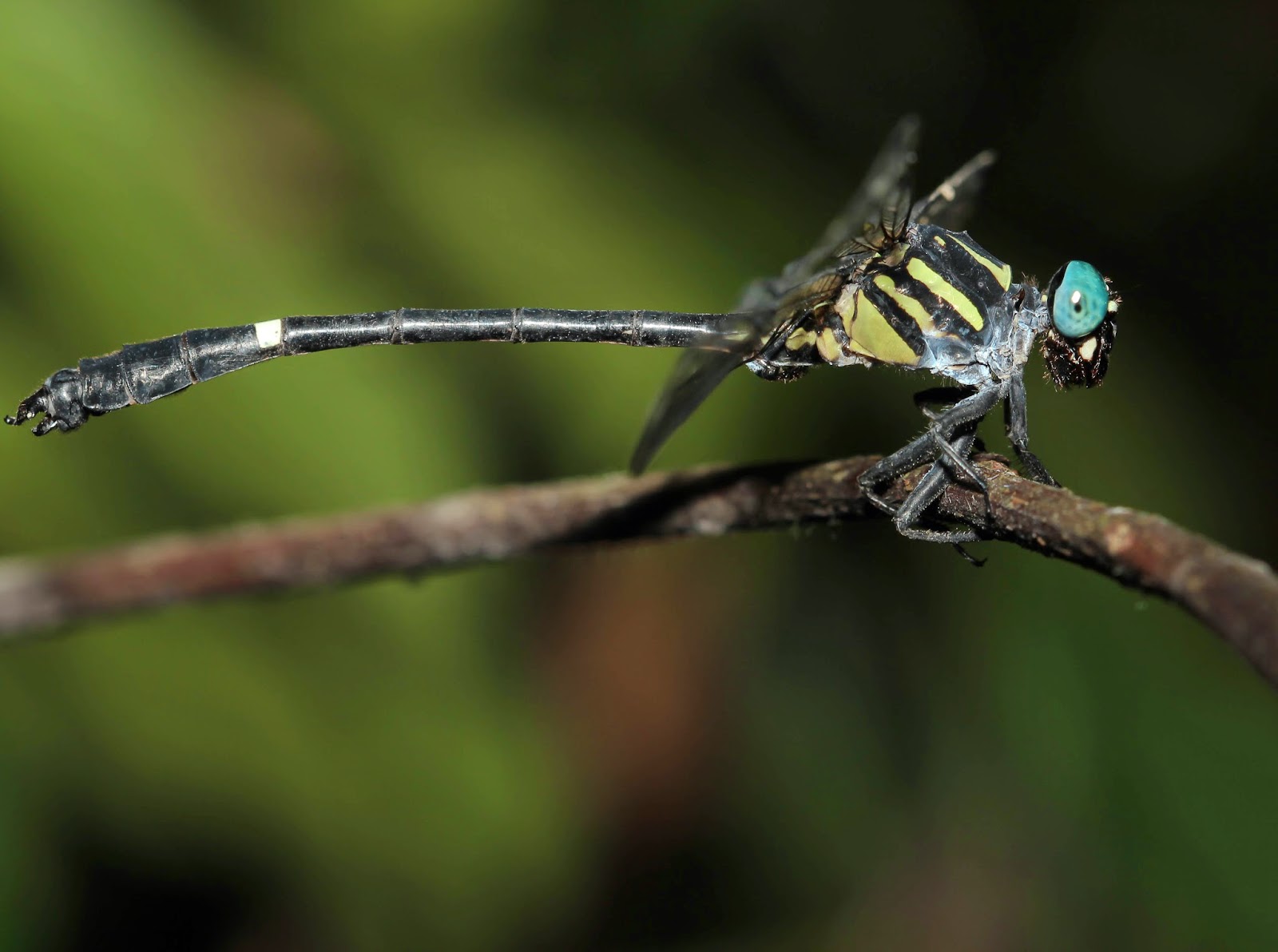 VietOdonata: juin 2014