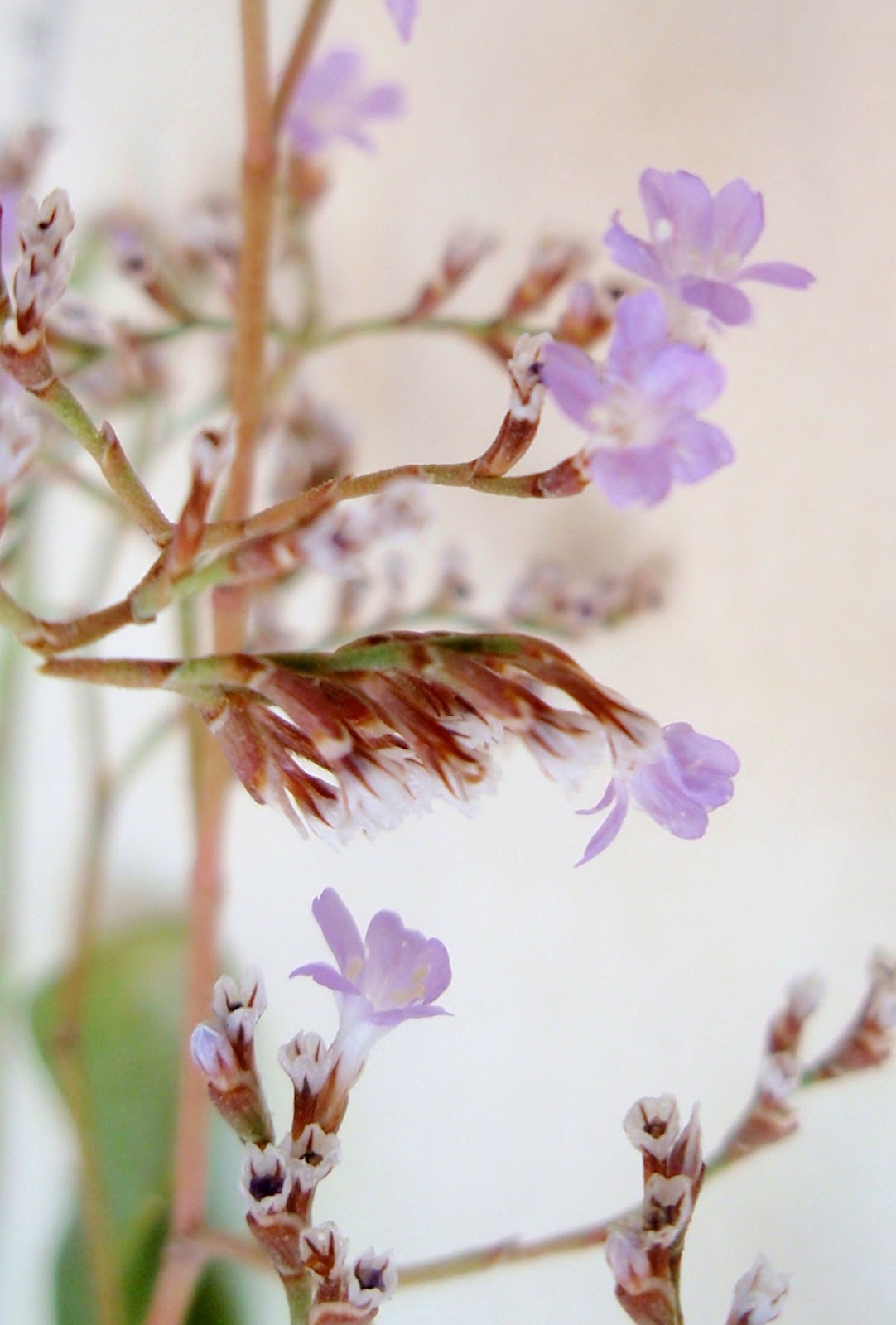 HERBARIO VIRTUAL DE BANYERES DE MARIOLA Y ALICANTE: Limonium ...