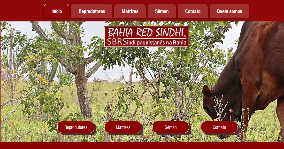 Bahia Red Sindhi: PARA COMPRAR