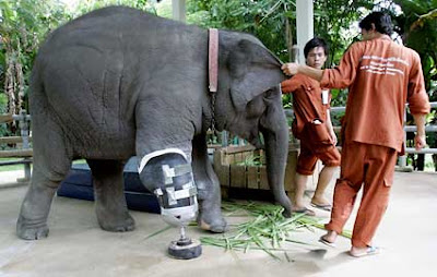 AJORBAHMAN'S COLLECTION: Mechanimals: Animals Fitted With Prosthetics ...