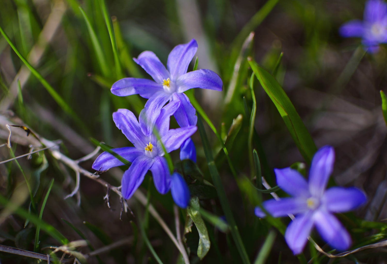 rohelisemrohi: Pildipostitus: kevad maal