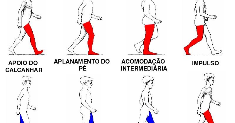 Resumo Fisio: Marcha