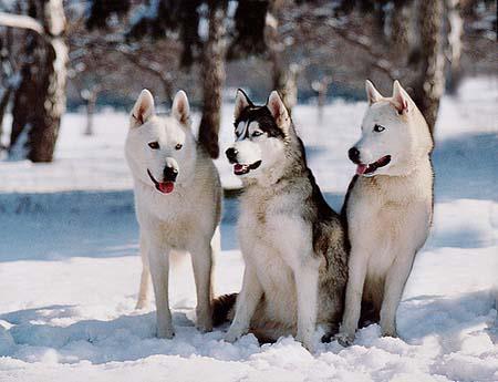 JS DOGSS: Husky siberiano