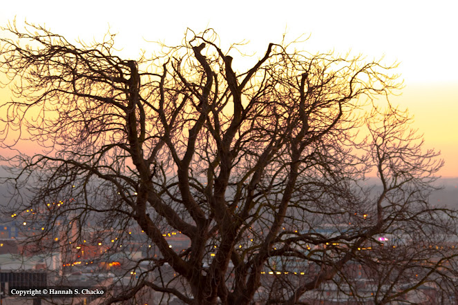 Trees Can Play A Vital Role In All Living Beings Life - Philipscom ...