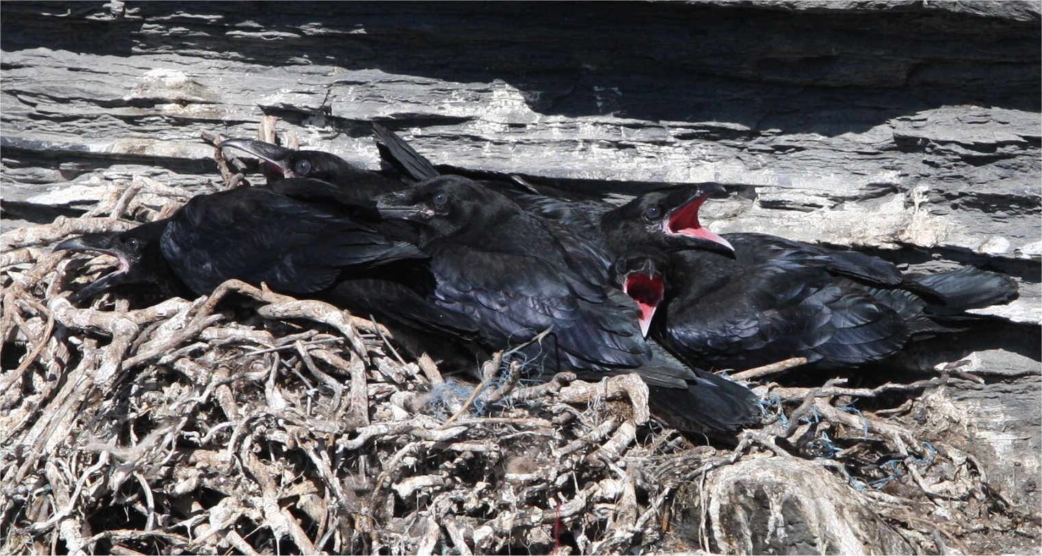 Murfs Wildlife : Raven