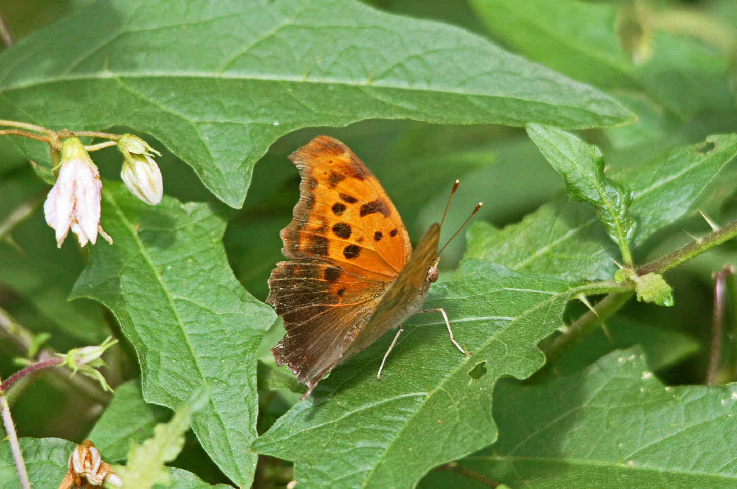 travelswithkathleen: Saturday in the park