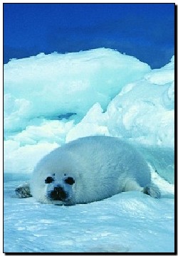 Ecosistemas Polares: Especies