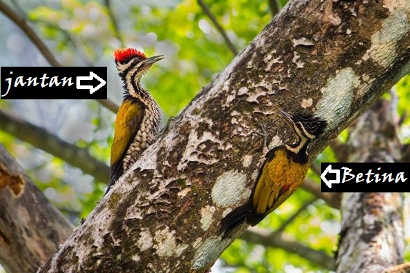 perawatan burung pelatuk | JBBKICAU