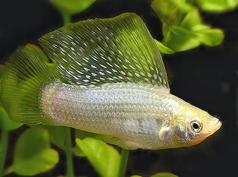 Fishaway Aquarists: Know Your Fish