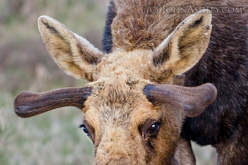 Wild And Free Montana May Moose Antlers Wild And Free Montana May Moose Antlers