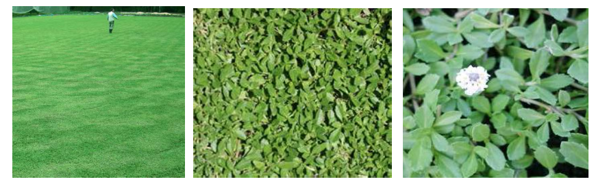 Kurapia® - UC Tested, Science Behind Water Efficient Groundcover: Los ...