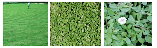 Kurapia® - UC Tested, Science Behind Water Efficient Groundcover: Los ...