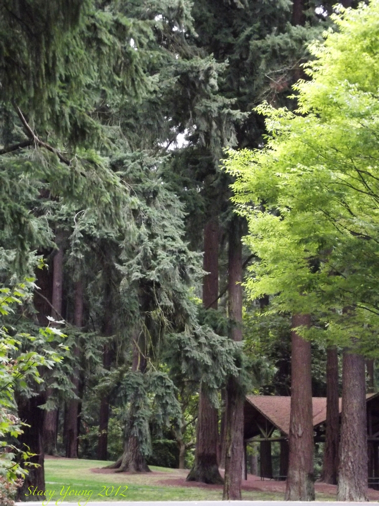 My Eclectic Thoughts: Mt Tabor Park in Portland