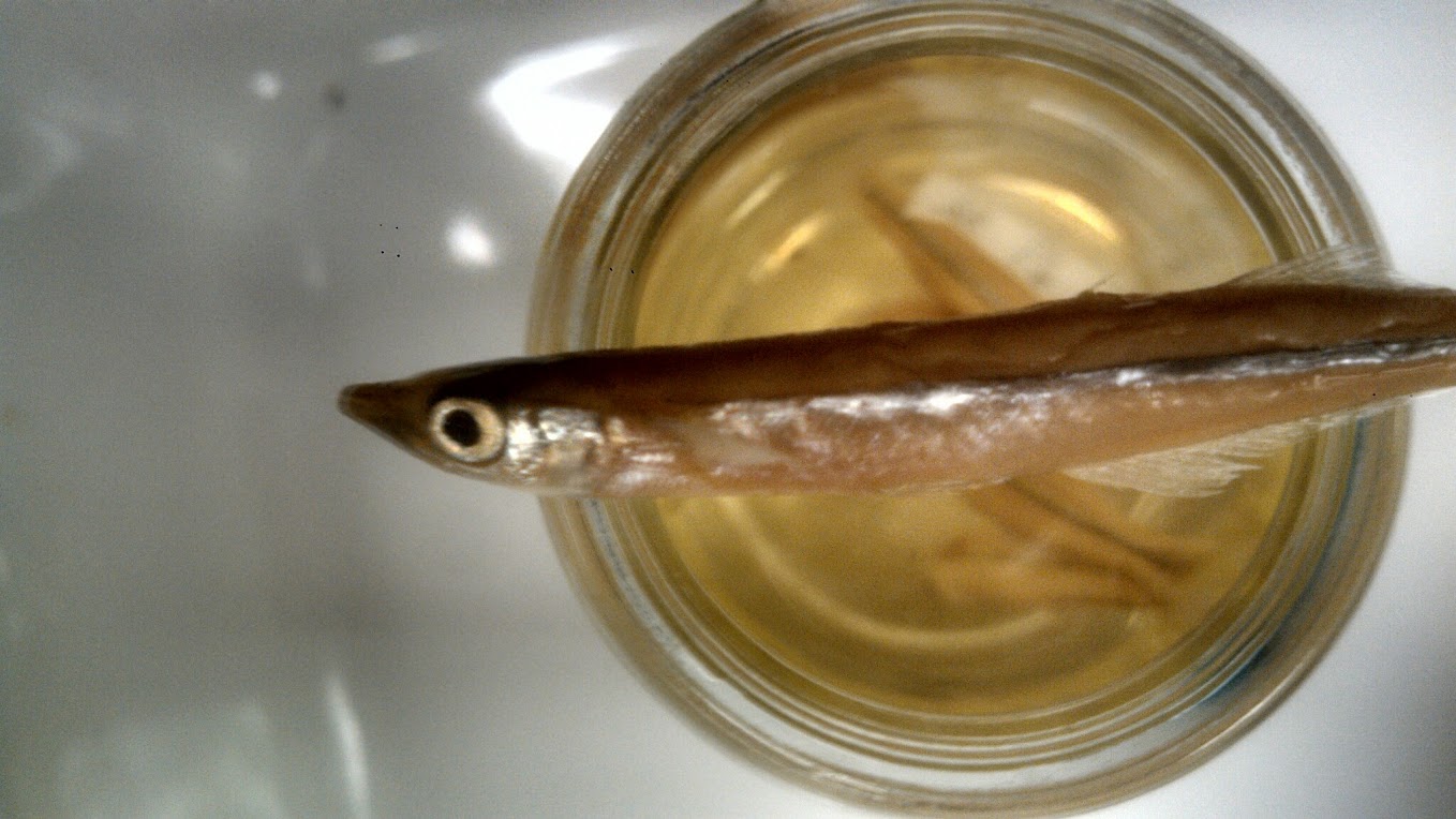 JCU Aquatic Resources : The Common Fish of Ohio by Meaghan Gade and Ben ...