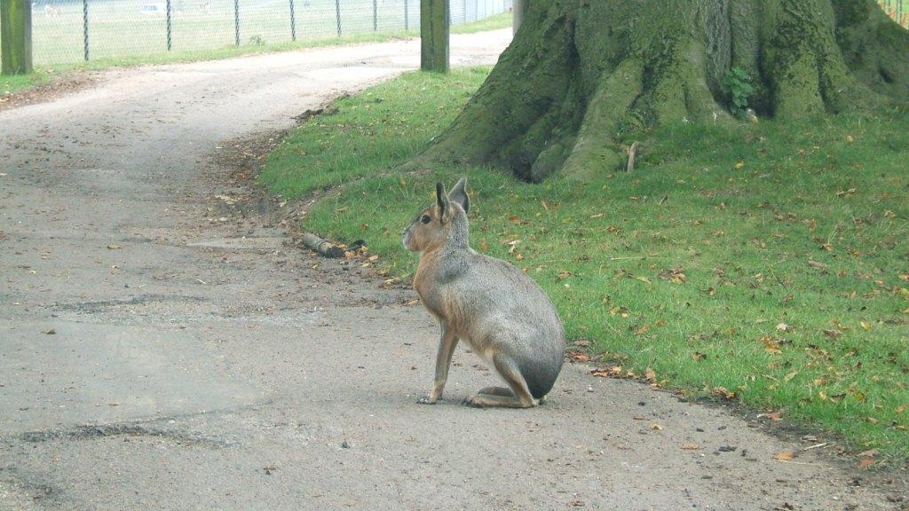 Animals and kids: Maras - a cross between a rabbit and a small deer