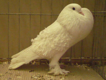 Dutch Curled Cropper | BD PIGEONS