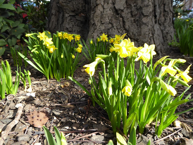 Jane's Journal: Dancing daffodils