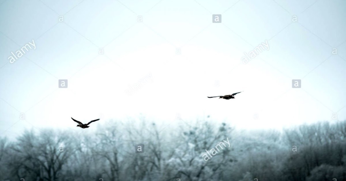 Winter Birds Flying | Wallpapers Gallery