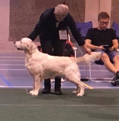 Kennel Røysjømarka: Mine hunder