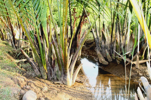 kebun nipah: Nipah berpotensi paling besar untuk bahan bioenergi
