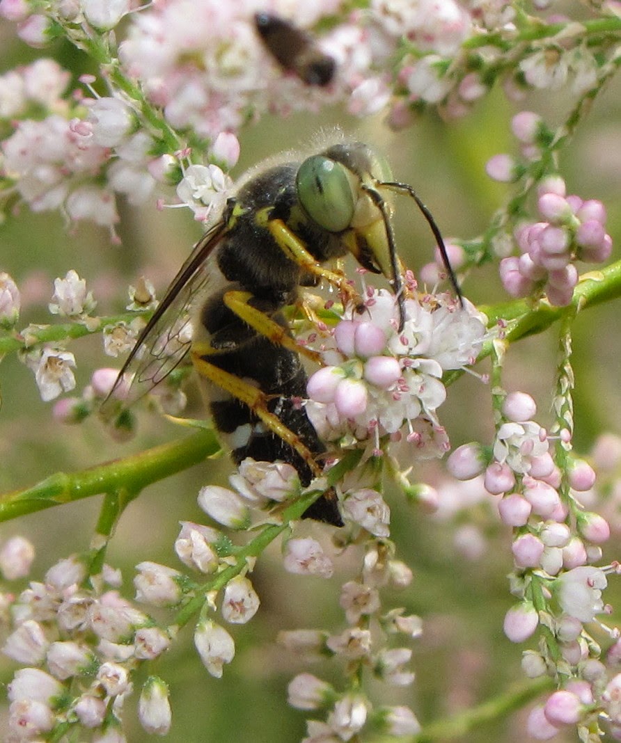 Bug Eric: Sand Wasps, Genus Bembix